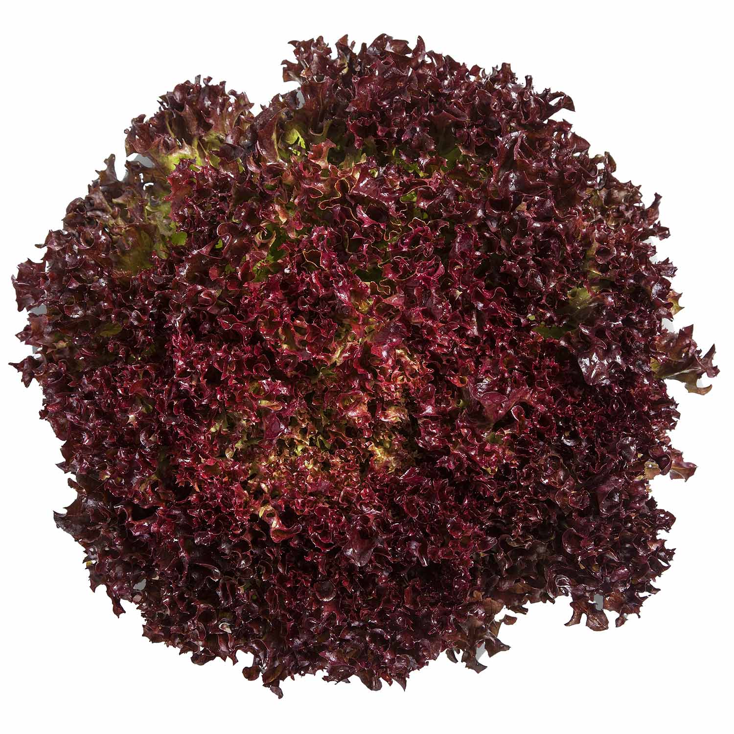 Lechuga lollo rossa hidropónica unid. | Jumbo.cl - Jumbo Store