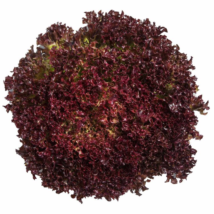 Lechuga lollo rossa hidropónica unid. | Jumbo.cl - Jumbo Store